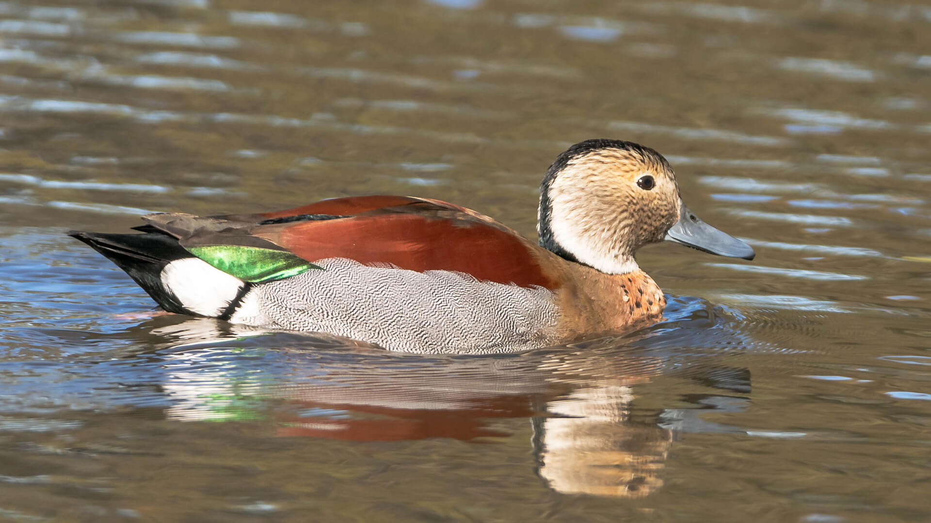 The Eurasian teal | Game know-how | Deerhunter Blog