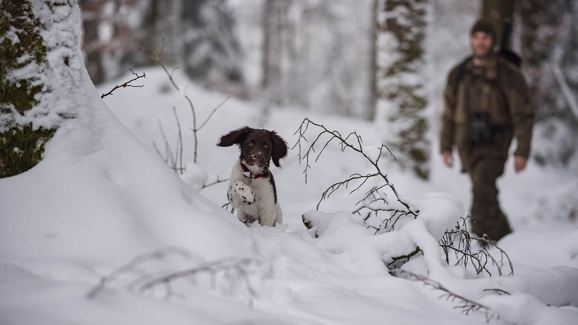 Valg af jagthund | Jagttips | Deerhunter Blog